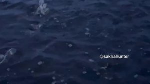 В Якутии сняли на видео "кипящее" от нереста карасей озеро Нидьили