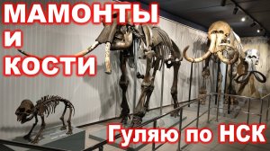 Гуляю по НСК ► Часть 25 ► Мамонты и кости
