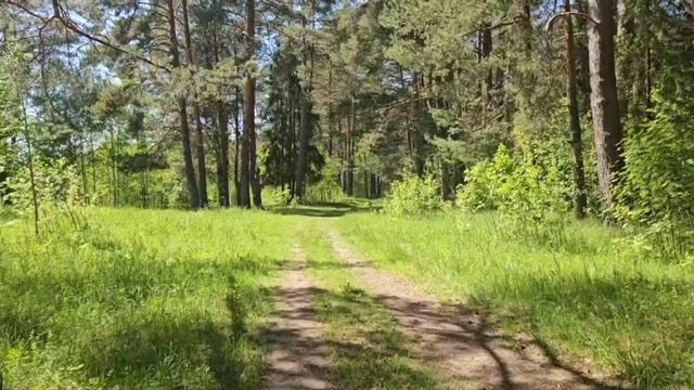 Прогулка по лесу