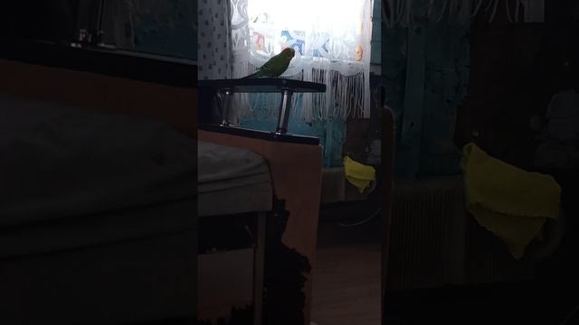как попугай сидит на  подлокотнике