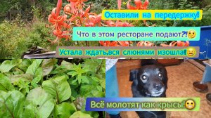 3-4.08.2024 #2 Встретиться не могут!💗Икры наготовит..на компот хватит.😋Мама психует.😠