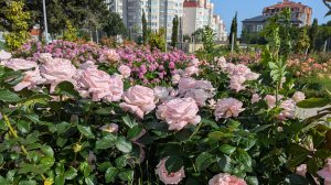 Розы у Геленджик Арены, 27 мая 2025 г, сад роз, невероятная красота и аромат 🌹