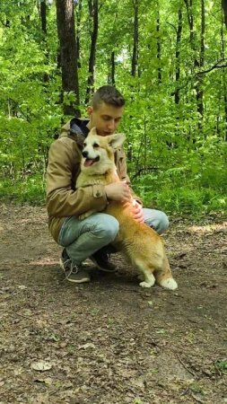 корги пемброк