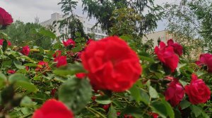 🌹✨ Сезон роз объявляется открытым! ✨🌹