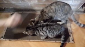 Кошки перестали портить диван с этой когтеточкой!❤