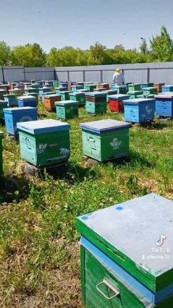 ♥️🐝🌺🌞🐝🐝🐝♥️♥️🌺🌺🐝