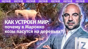 «Парящие» козы и львицы-«феминистки». Как в Марокко обманывают туристов? / «Как устроен мир»