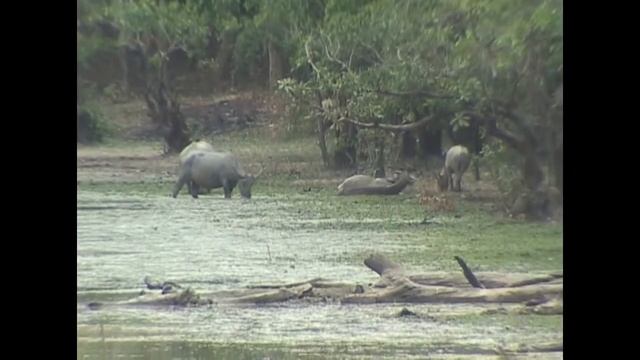 Cambodia, Angkor Wat, Buffalo - Камбоджа, Ангкор Ват, Буффало