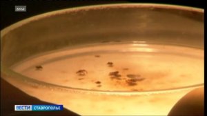 С начала сезона клещи покусали 339 ставропольцев