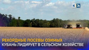 Около 1,8 млн га озимых зерновых засеяли в Краснодарском крае