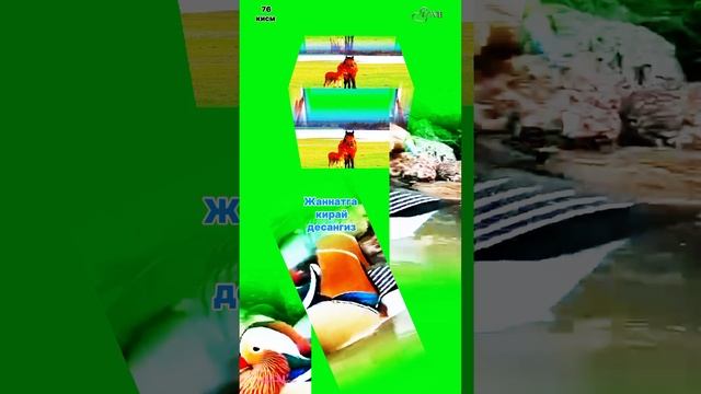 Ота насихати ☝️ Она  дуоси 🤲