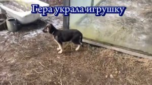 Самые верные и преданные друзья человека это собаки. В