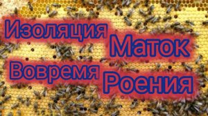 Изоляция маток вовремя роения