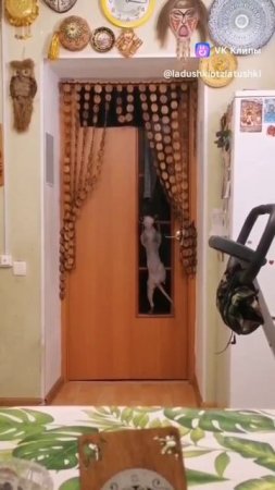 Булка крокодит )))) #shorts #ШаШаШу