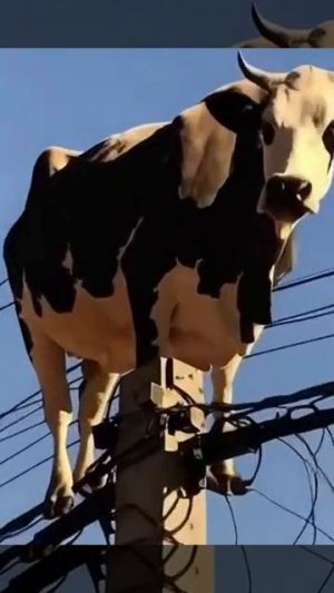 Так много вопросов