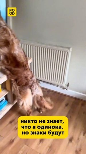 Когда стало одиноко#юмор #смех #прикол #дружба #отношения