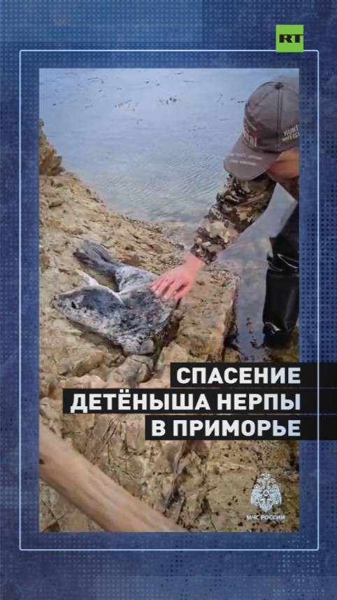 От палящего солнца — к спасению: истощённому детёнышу нерпы помогли в Приморье