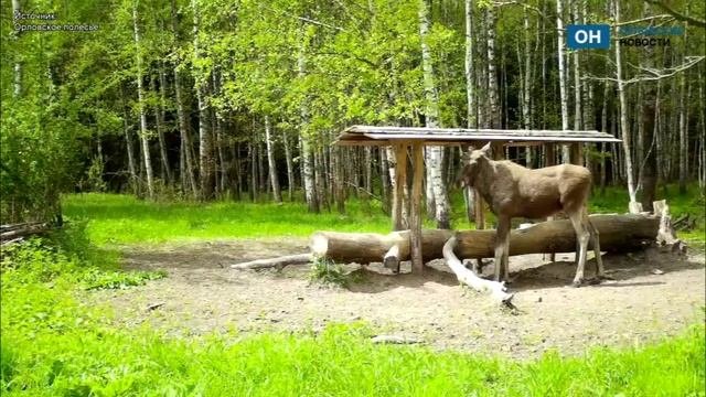 Отведавший соли лось наслаждается яркими видами полесья