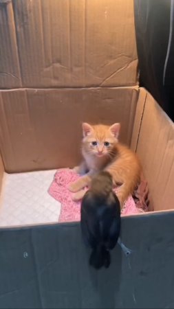 Котёнок и воробушек