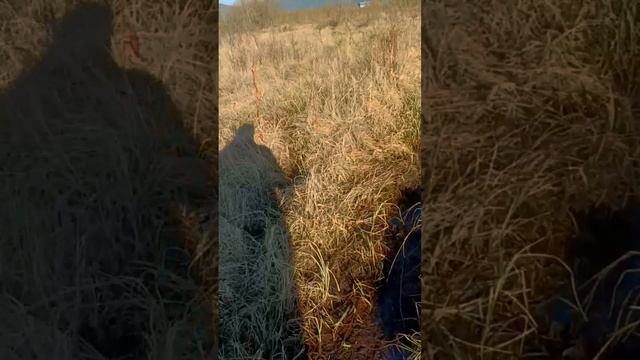 27 мая. Утренняя прогулка по болотине - 2025. Сусуман. Колыма