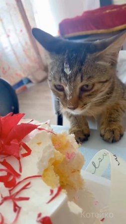 Вкусняшка для котика