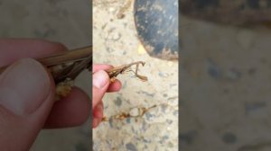 Примостился на лопате на участке в деревне