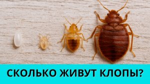 Сколько живут клопы в квартире без людей и еды?