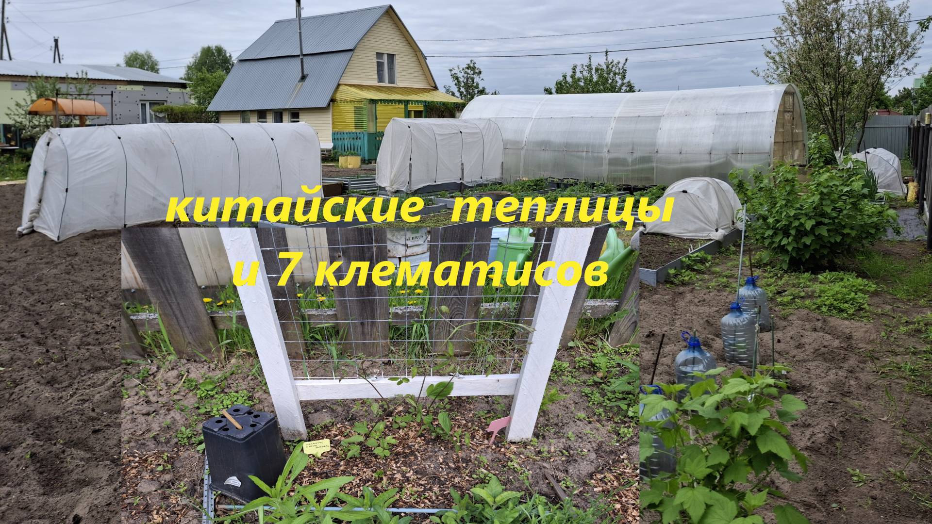 Делаем много теплиц. Обзор клематисов  весенней посадки после зимовки.