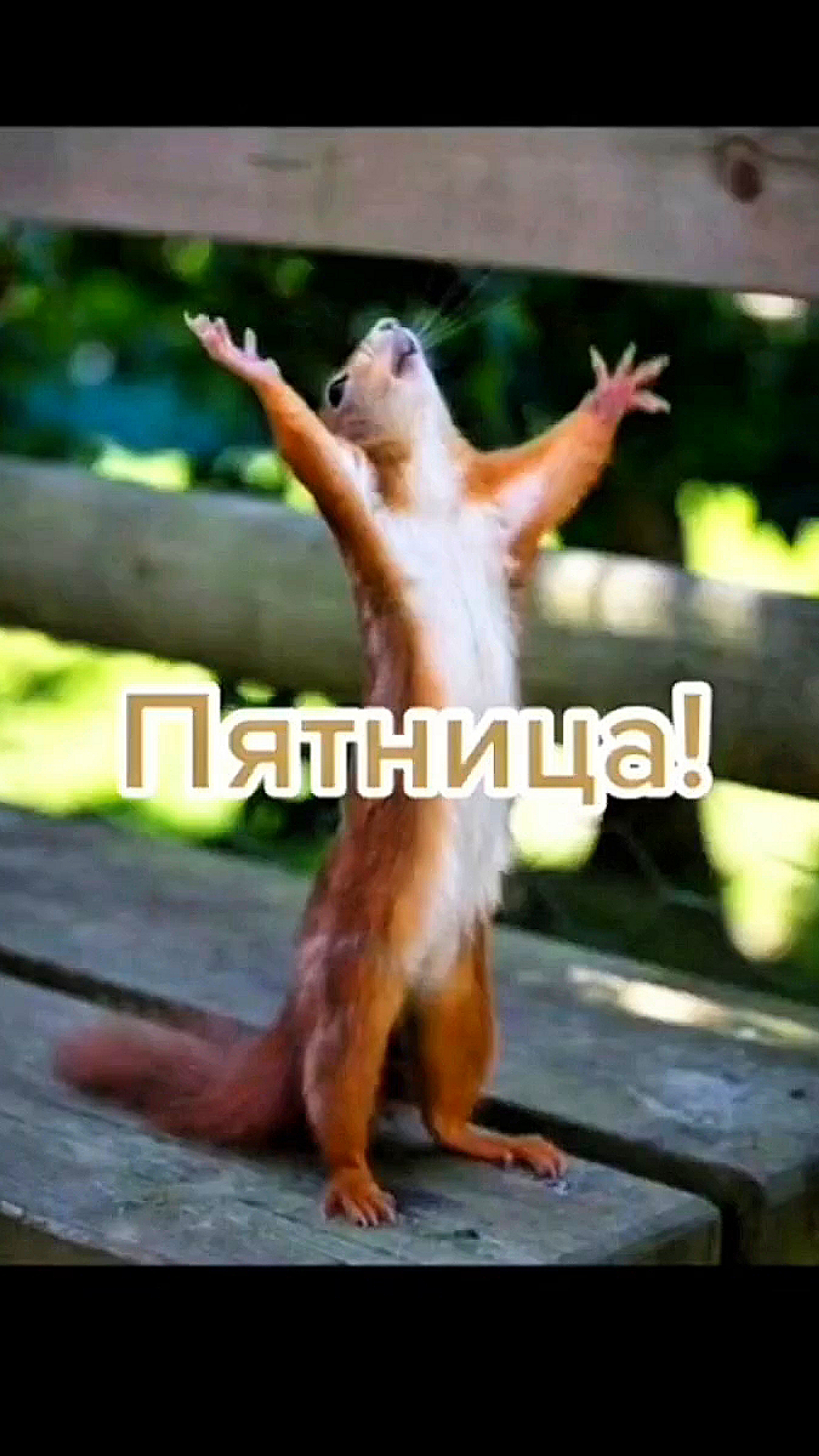 Про пятницу. Кошки с озвучкой.