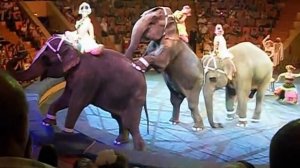 Супер СЛОНЫ!!! Super ELEPHANTS!