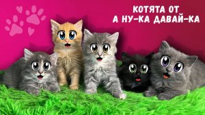 БЕЗДОМНЫЕ КОТЯТА ИЩУТ ДОМ! СПАСЕНИЕ БЕЗДОМНОЙ КОШКИ с УЛИЦЫ! РЕАКЦИЯ ГЕРОЯ А НУ КА ДАВАЙ КА на КОТЯТ