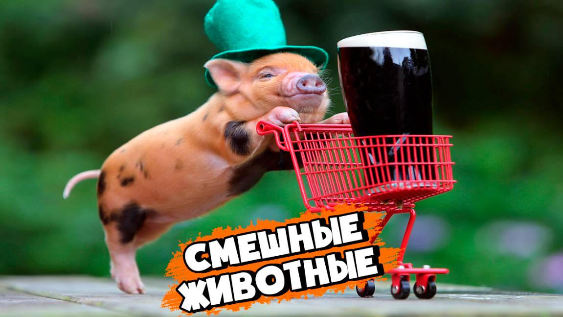 СМЕШНЫЕ ЖИВОТНЫЕ ЛУЧШИЕ ПОДБОРКИ ПРИКОЛОВ С ЖИВОТНЫМИ  ПРИКОЛЫ ТИК ТОК