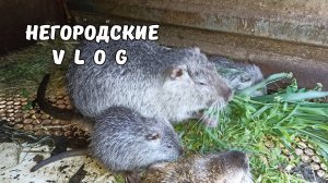 Туманчик - вечный двигатель. НУТРИИ: вечернее кормление. 19.05.25.