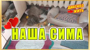 Сима азарует