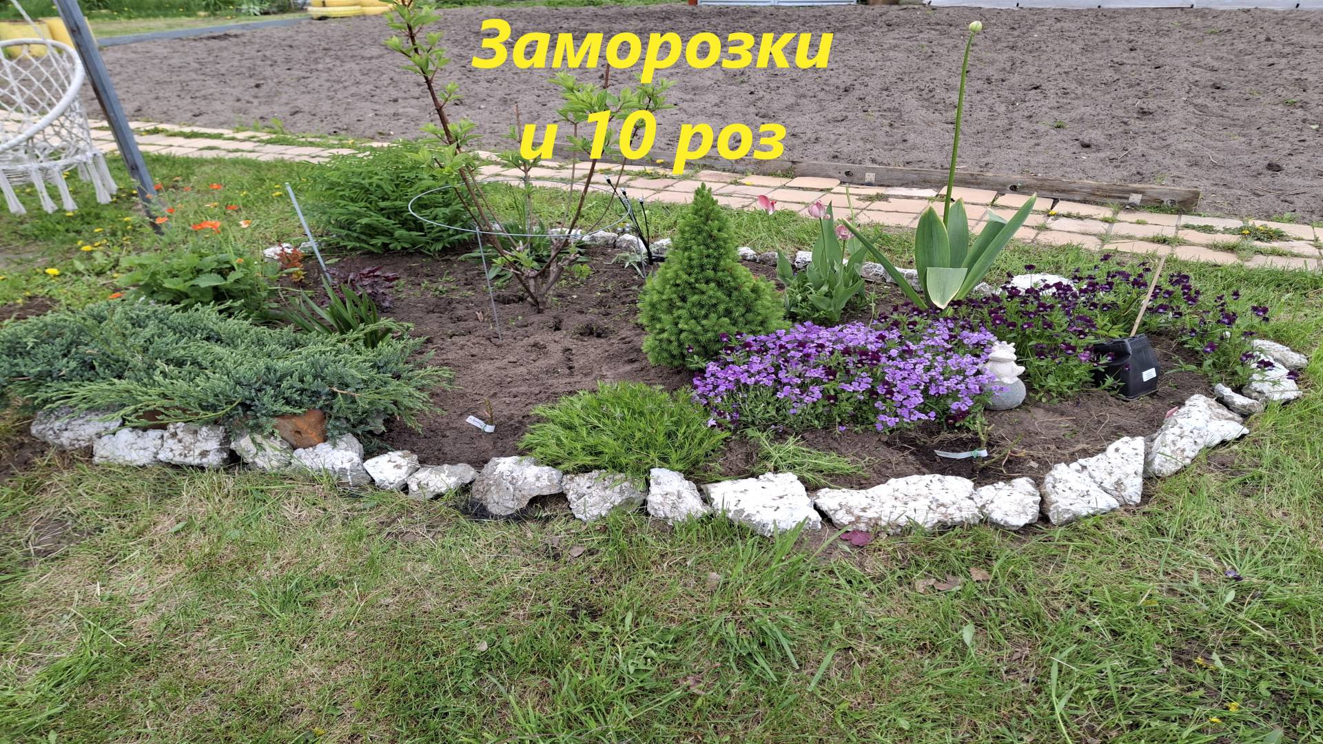 Посадка 1 клематиса и 3 роз . Последствия небольшого заморозка.