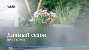 Садовод рассказал, как можно спасти розу после заморозков
