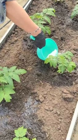 НАПОМИНАНИЕ ПРО КОРНЕВЫЕ ПОДКОРМКИ