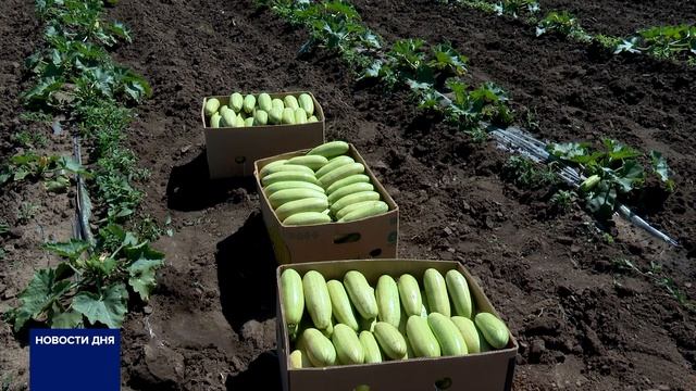 ОРЕНБУРГСКИЕ АГРАРИИ СОБИРАЮТ ПЕРВЫЙ УРОЖАЙ ОВОЩЕЙ