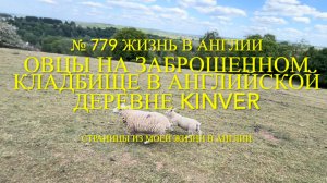 Овцы на заброшенном кладбище в Английской деревне Kinver. № 779 Жизнь в Англии