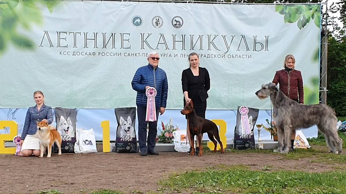 25.05.2025, СПб. Клуб "КСС ДОСААФ-2" (РКФ, РФСС). Выставка собак "ЛЕТНИЕ КАНИКУЛЫ" (САС, ЧРКФ)