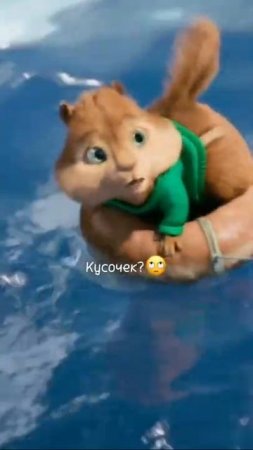бурундуки