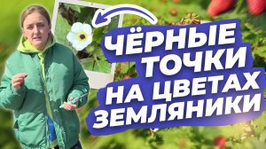 ЧЕРНЫЕ ТОЧКИ НА ЦВЕТАХ ЗЕМЛЯНИКИ