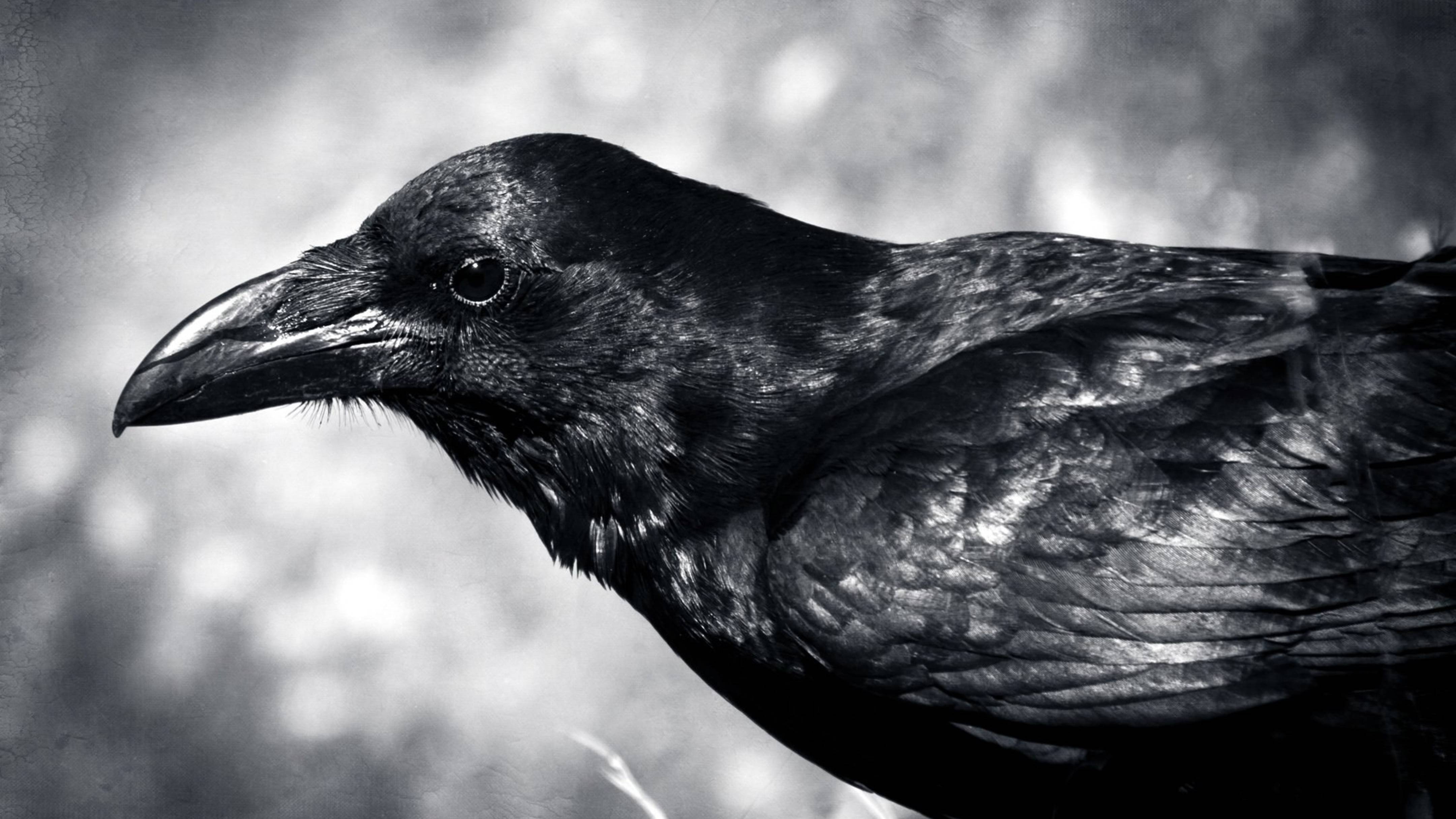 Чёрный ворон