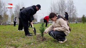 Высадили саженцы сосны