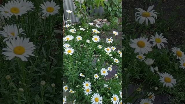 YouCut_20250529_201409968.mp4