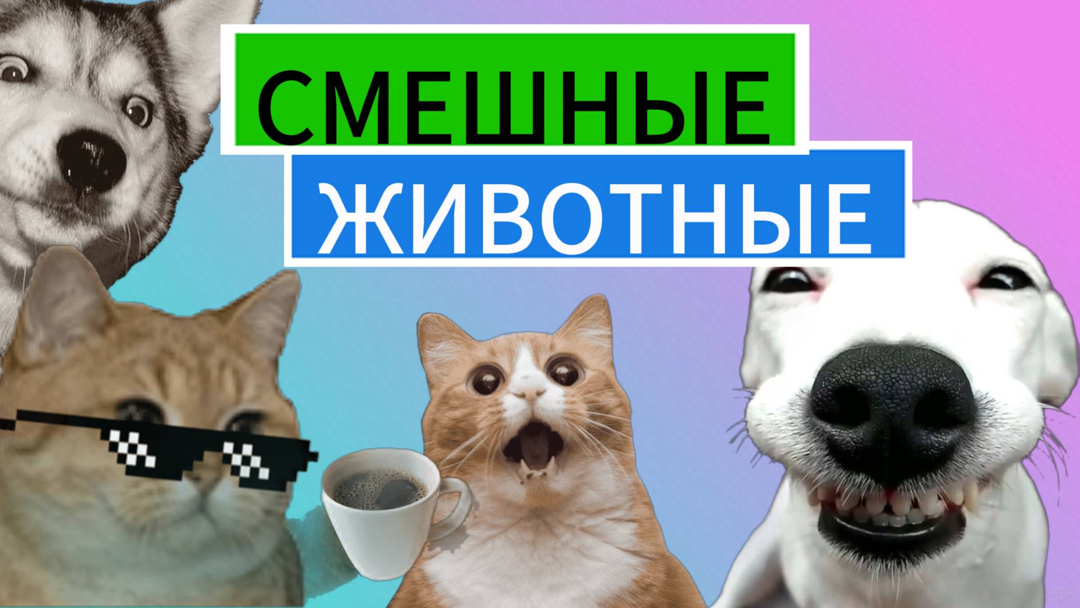 Просто подборка смешных видео с животными)