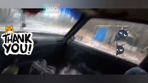 Самые смешные приколы про котов / Кошки 2021 года, насмешат вас!