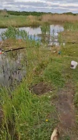 Супер погода и карась