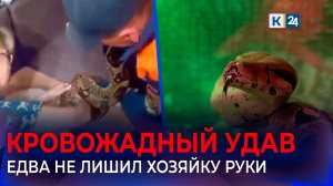Большой удав напал на женщину в квартире в Новороссийске