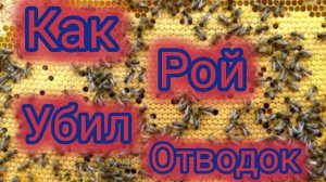 Как рой убил отводок